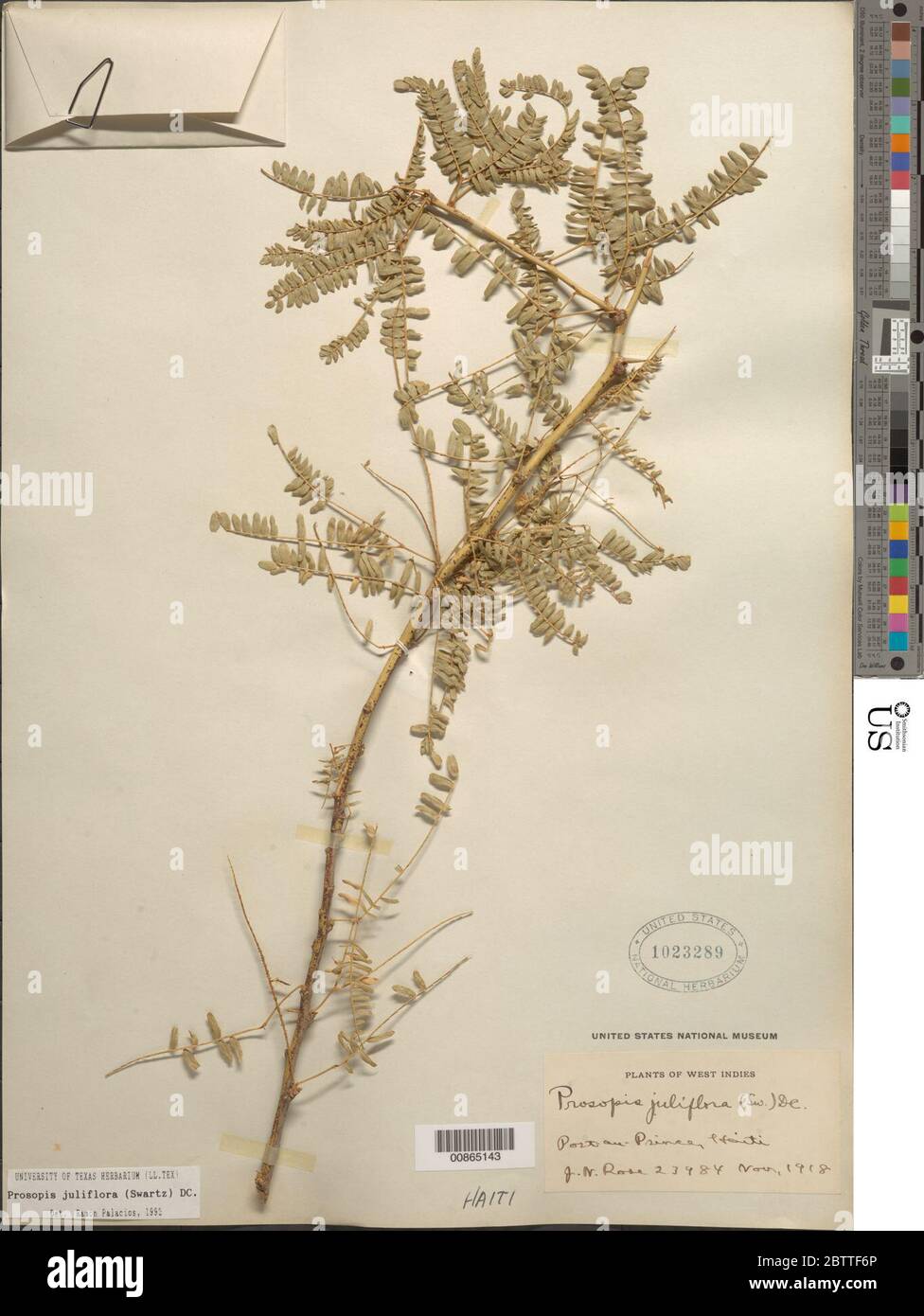 Prosopis juliflora Sw DC Stock Photo - Alamy