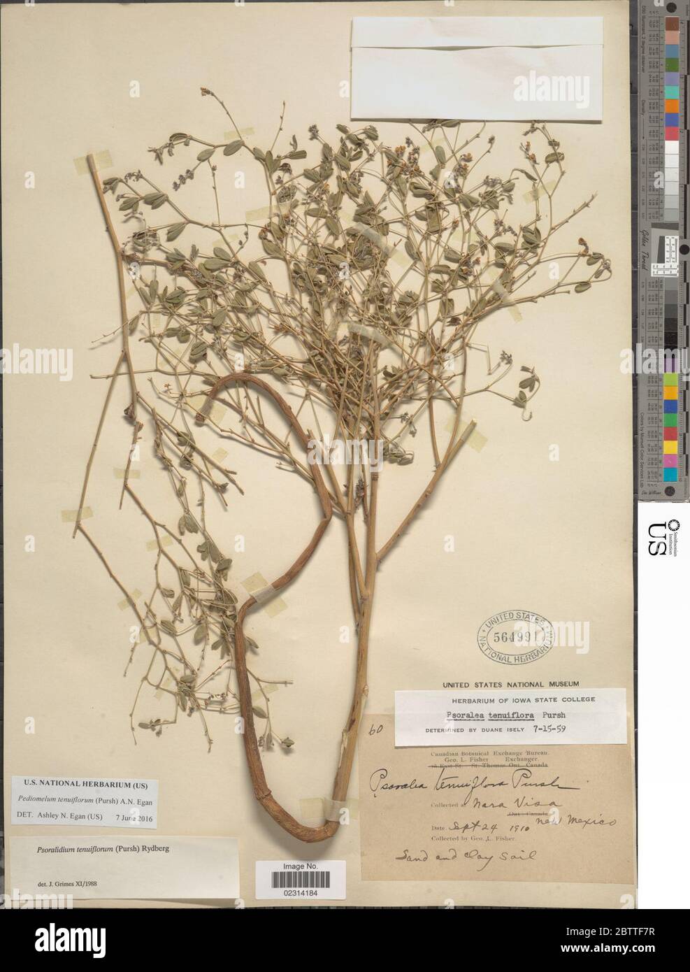 Psoralidium tenuiflorum Pursh Rydb Stock Photo - Alamy