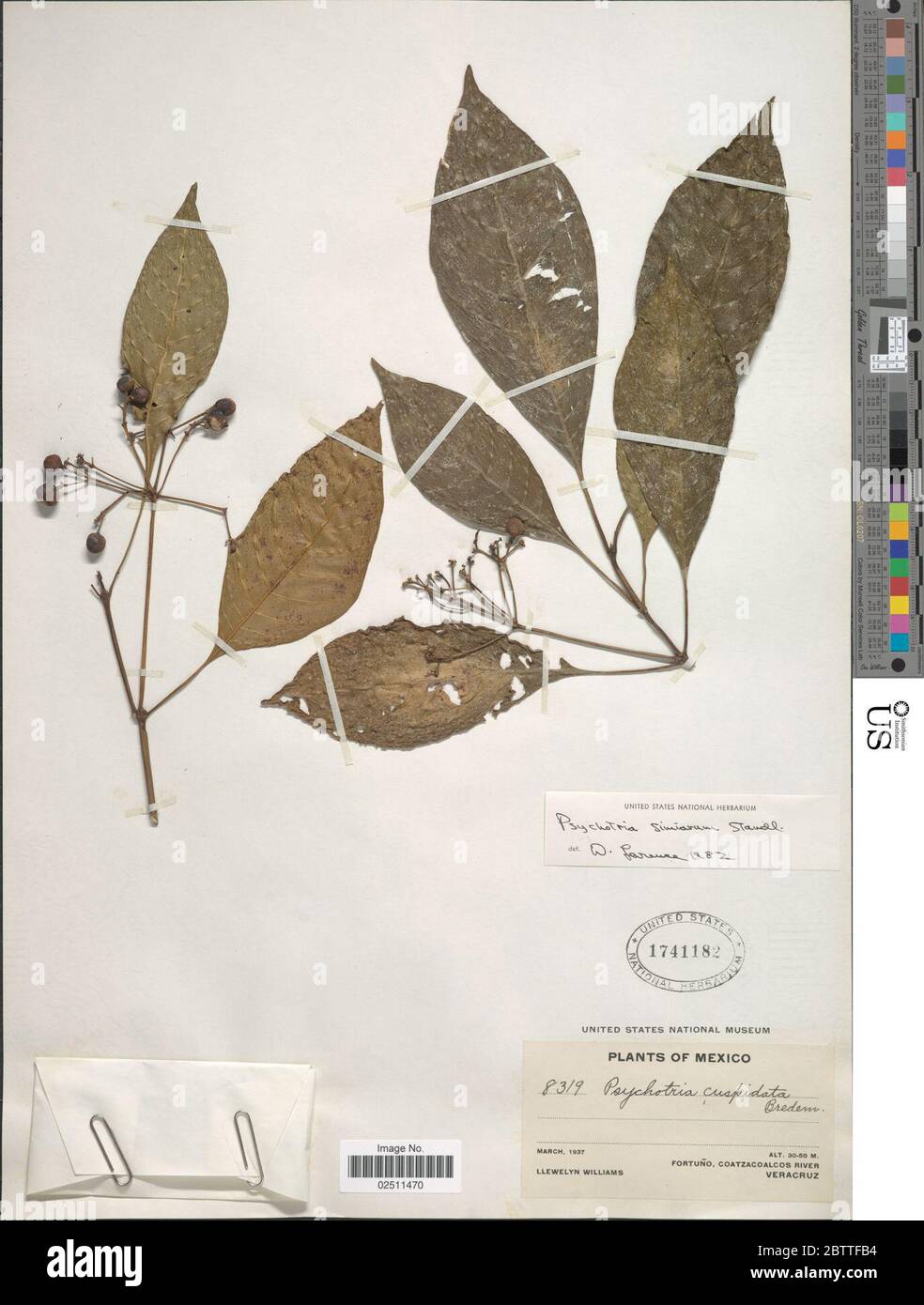 Simiarum hi-res stock photography and images - Alamy