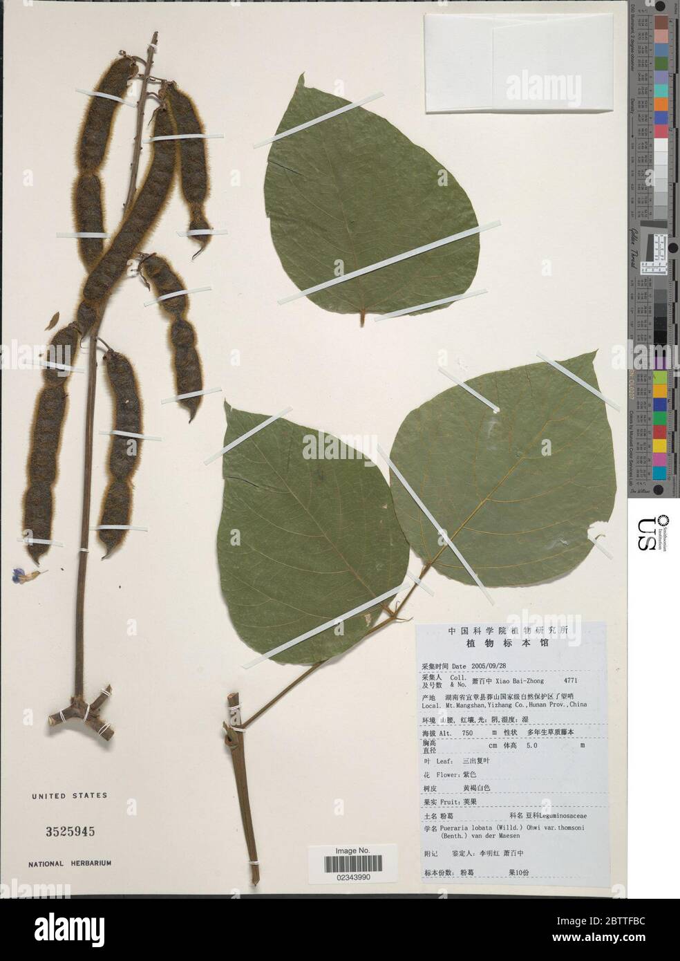 Pueraria lobata hi-res stock photography and images - Alamy