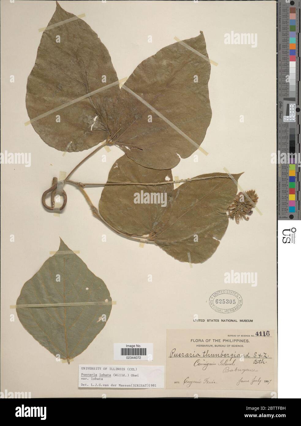 Pueraria lobata var lobata Stock Photo - Alamy