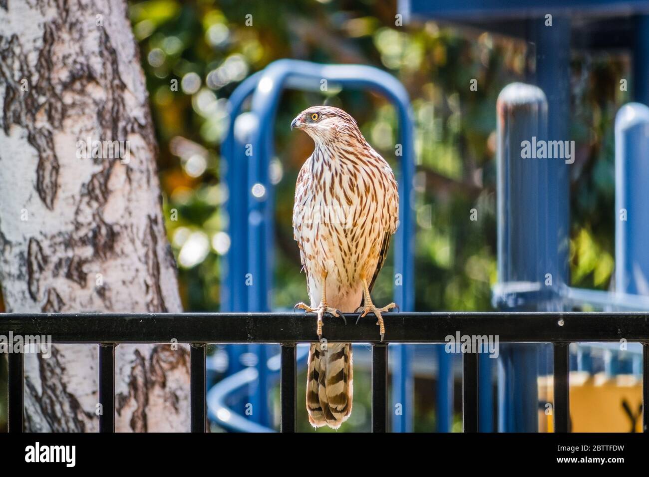 Coopers hawk california hi-res stock photography and images - Alamy