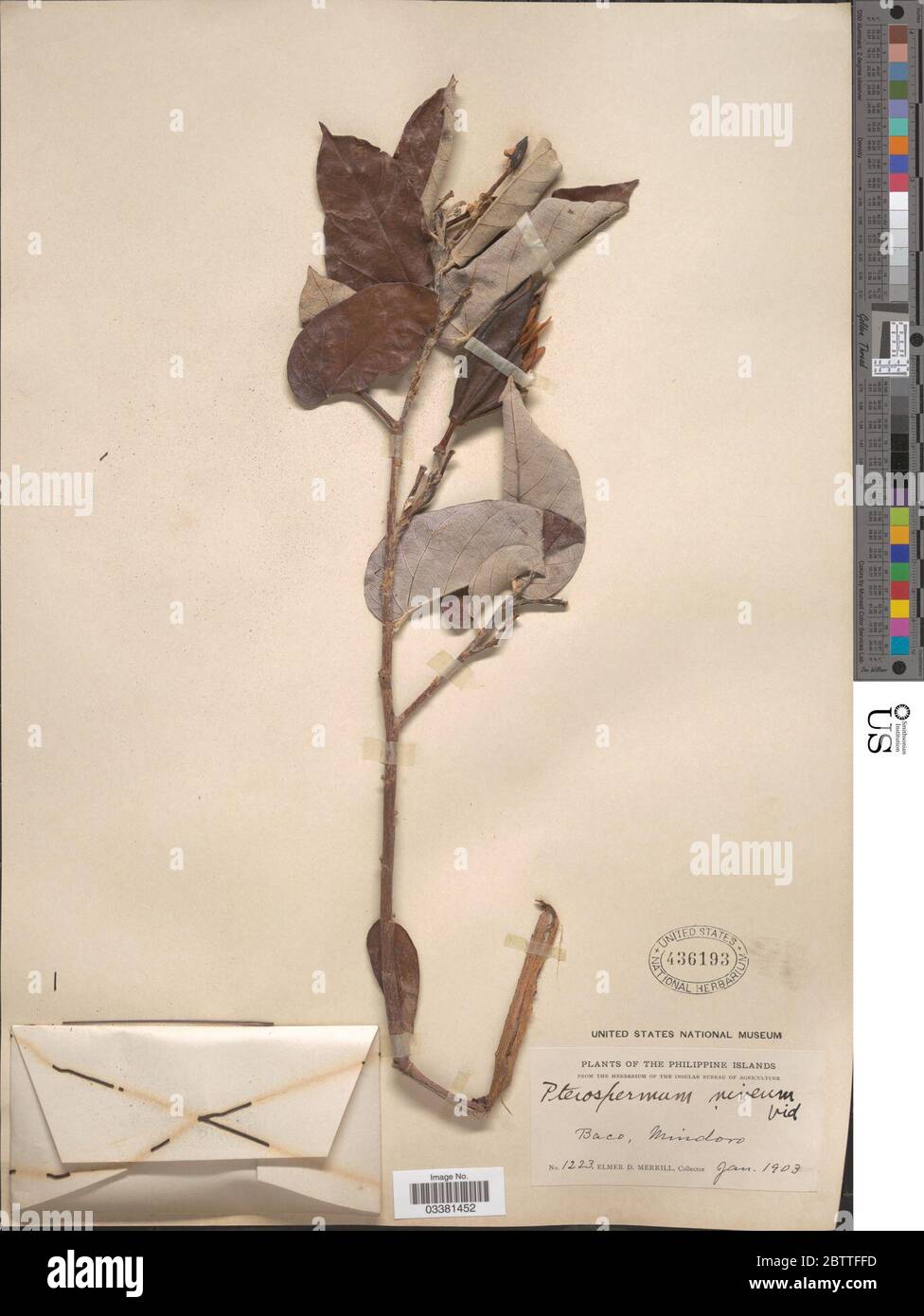 Pterospermum High Resolution Stock Photography and Images - Alamy