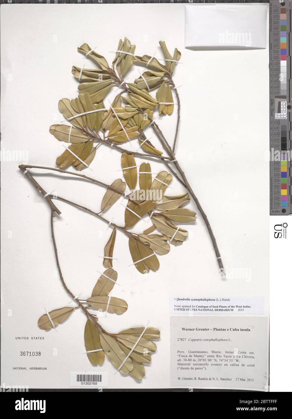 Quadrella cynophallophora L Hutch Stock Photo - Alamy