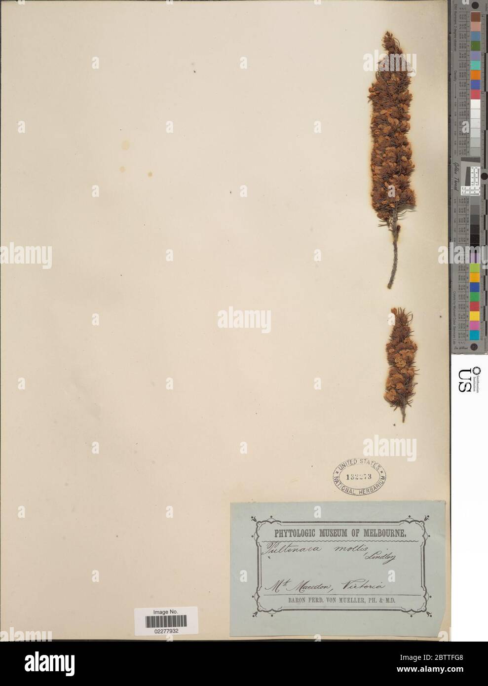 Pultenaea hi-res stock photography and images - Alamy