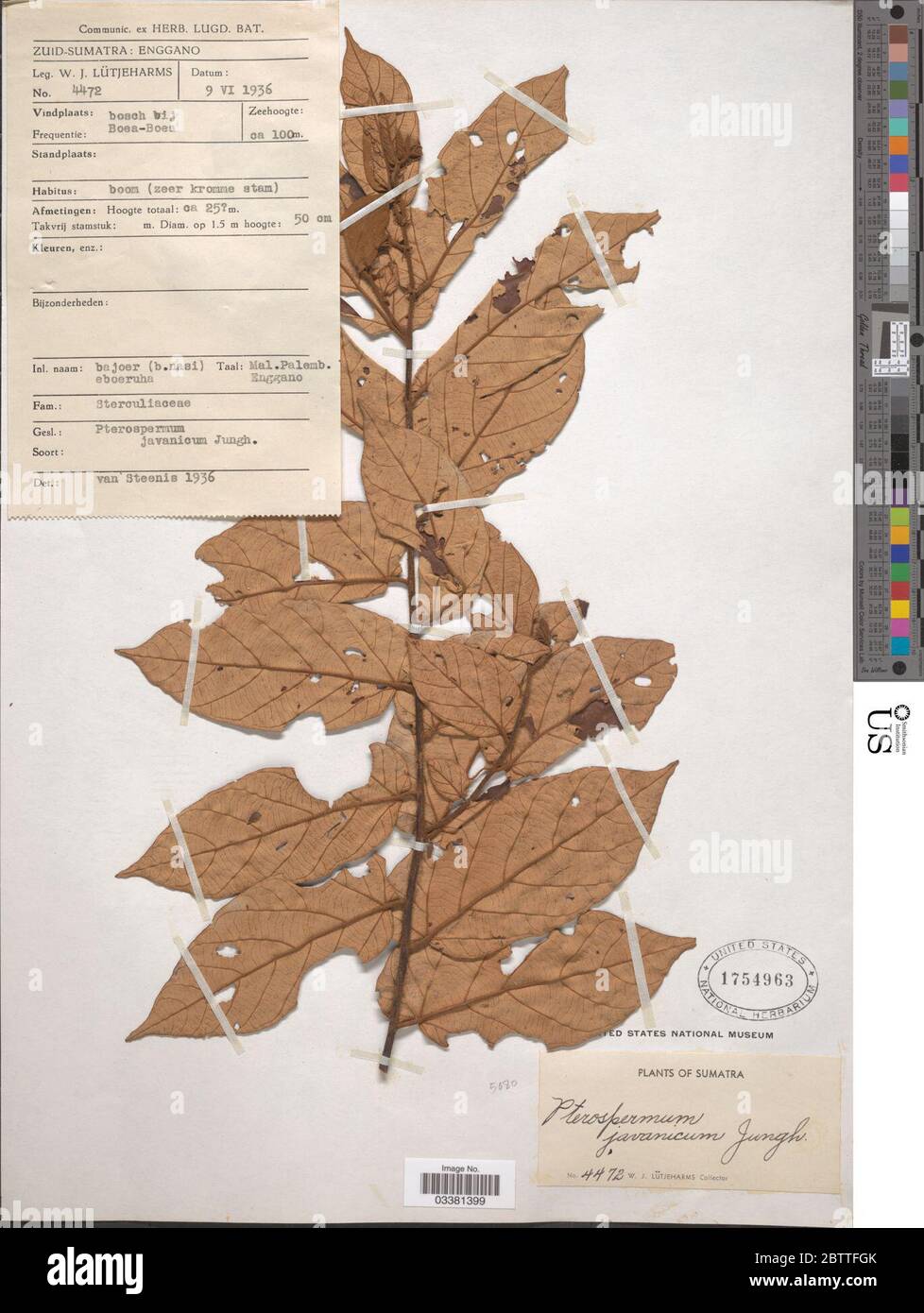 Pterospermum javanicum Jungh Stock Photo - Alamy