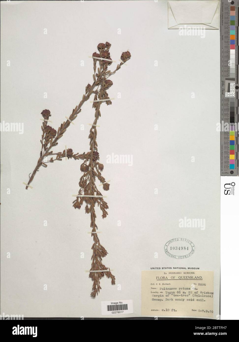 Pultenaea hi-res stock photography and images - Alamy