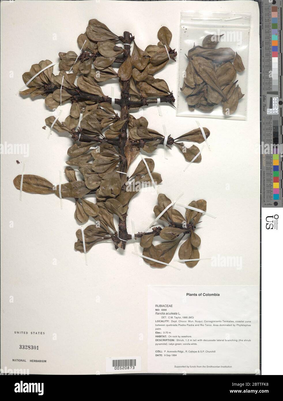 Randia aculeata L Stock Photo - Alamy