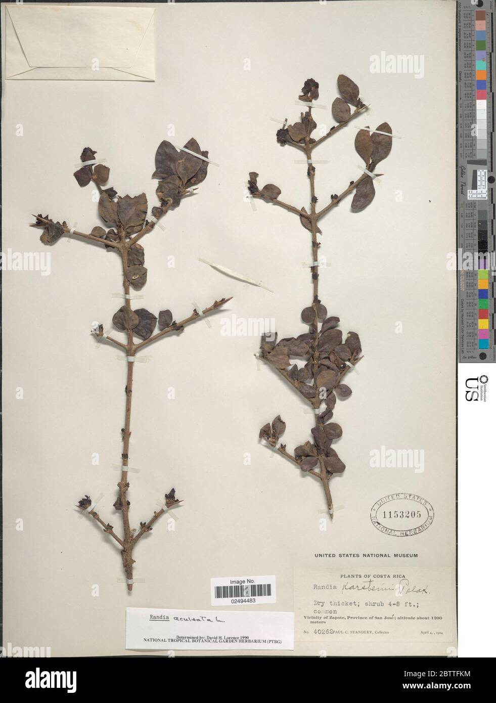 Randia aculeata hi-res stock photography and images - Alamy