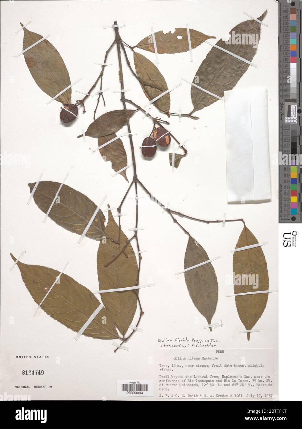 Quiina florida Poepp ex Tul Stock Photo - Alamy