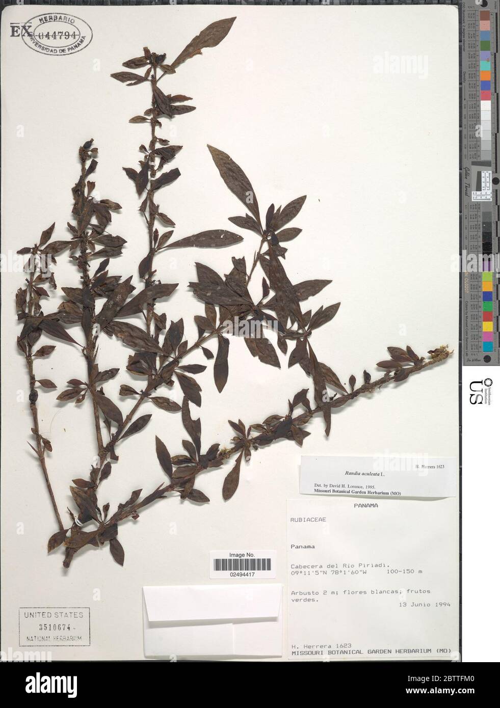 Randia aculeata hi-res stock photography and images - Alamy