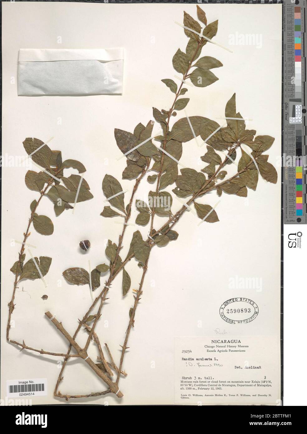 Randia aculeata hi-res stock photography and images - Alamy