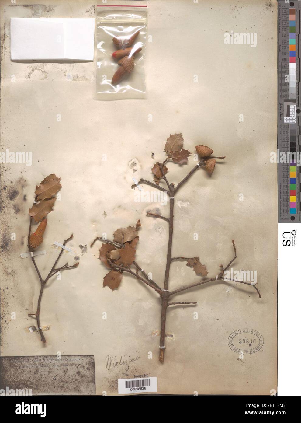 Quercus wislizeni hi-res stock photography and images - Alamy