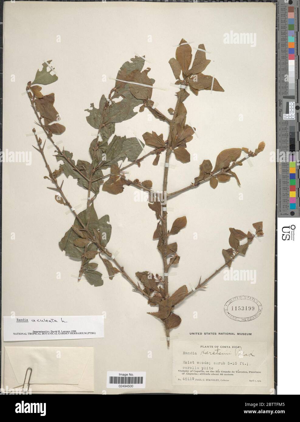 Randia aculeata L Stock Photo - Alamy