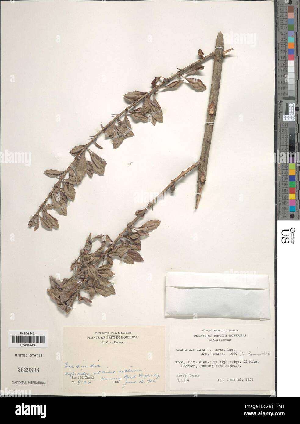 Randia aculeata hi-res stock photography and images - Alamy