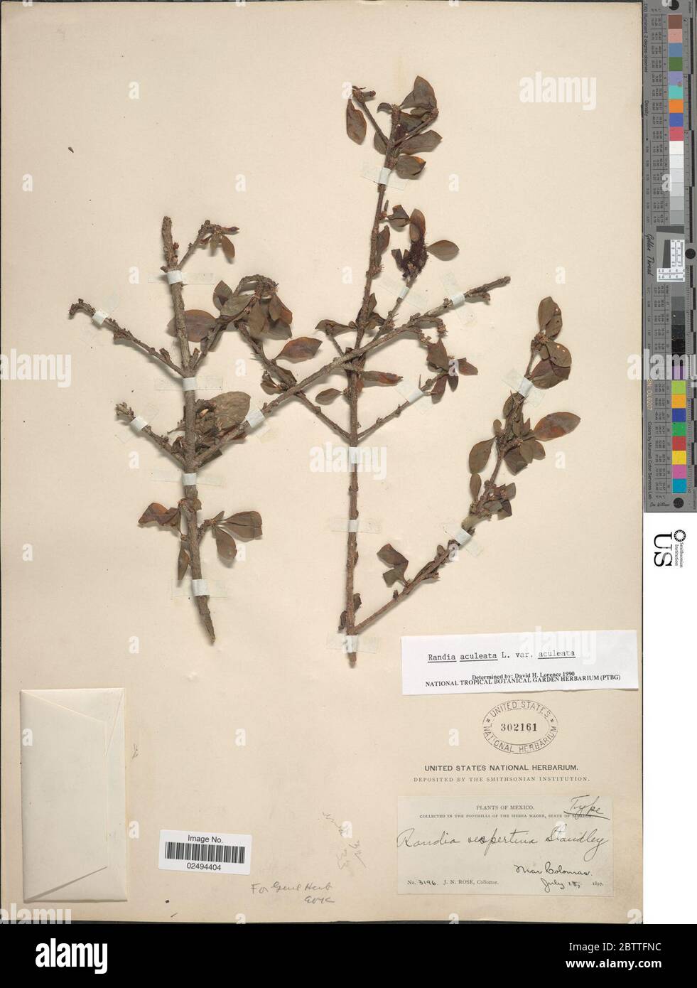 Randia aculeata hi-res stock photography and images - Alamy