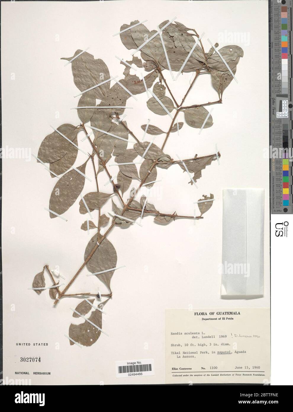 Randia aculeata hi-res stock photography and images - Alamy