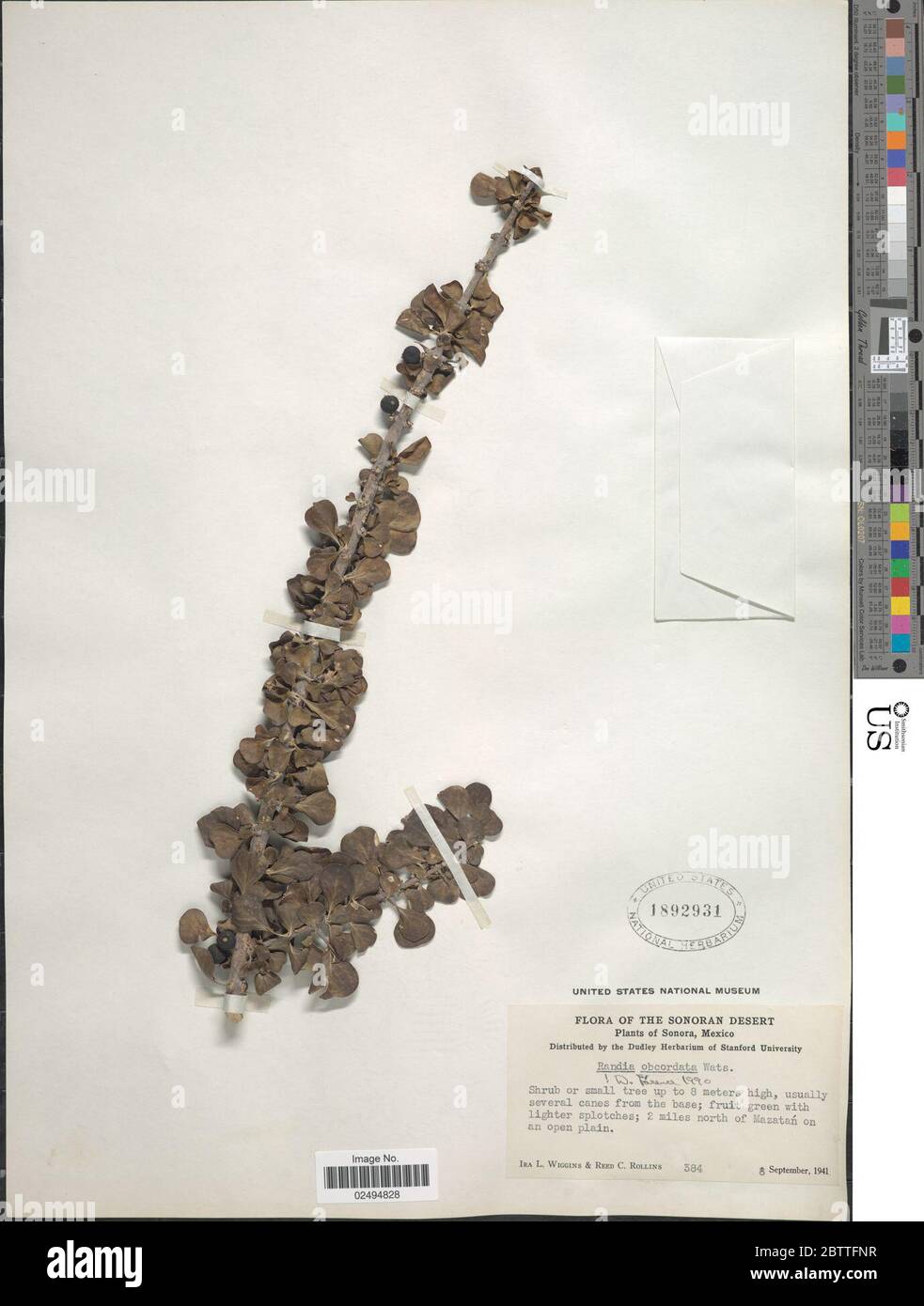 Obcordata hi-res stock photography and images - Alamy