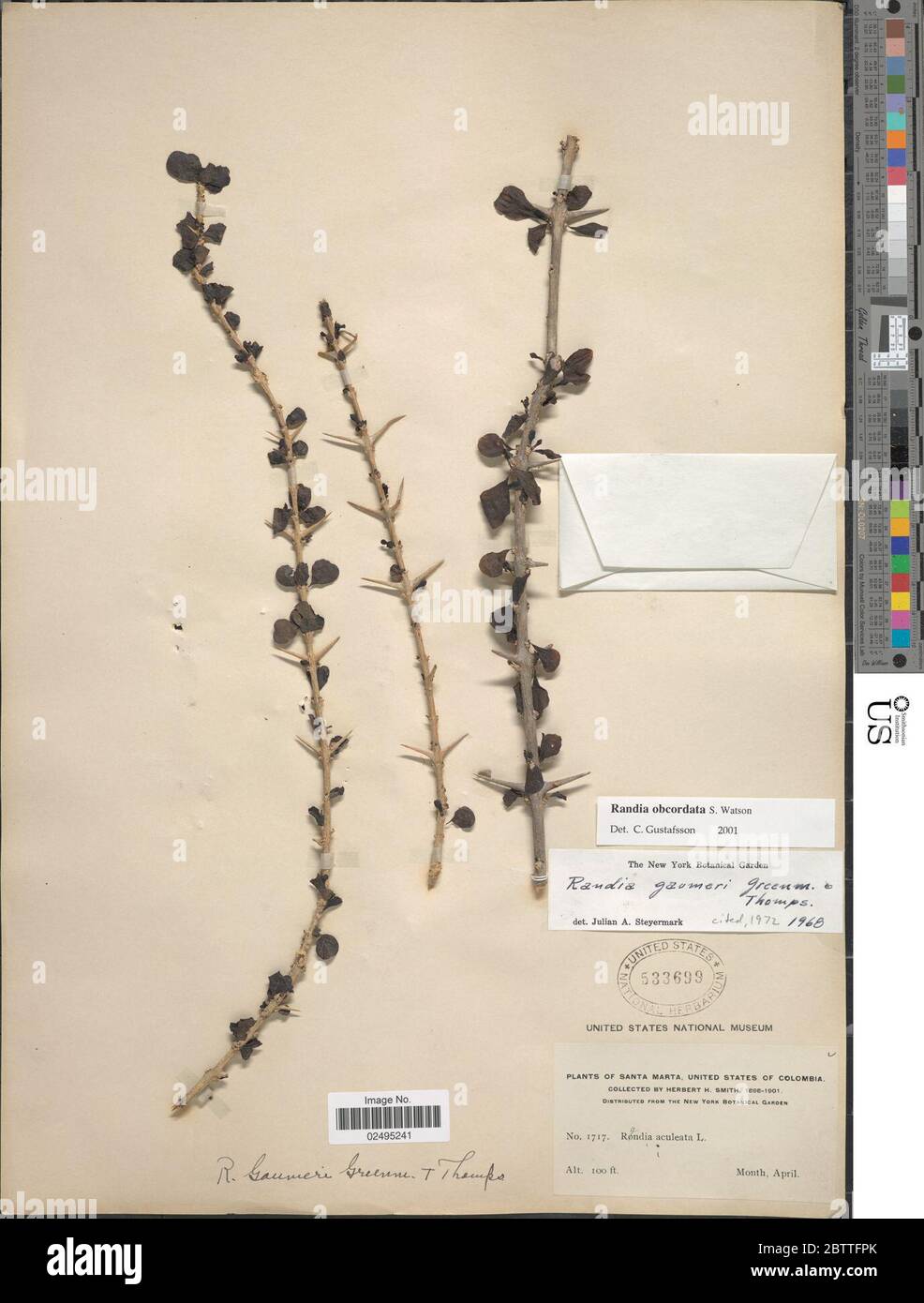 Obcordata hi-res stock photography and images - Alamy