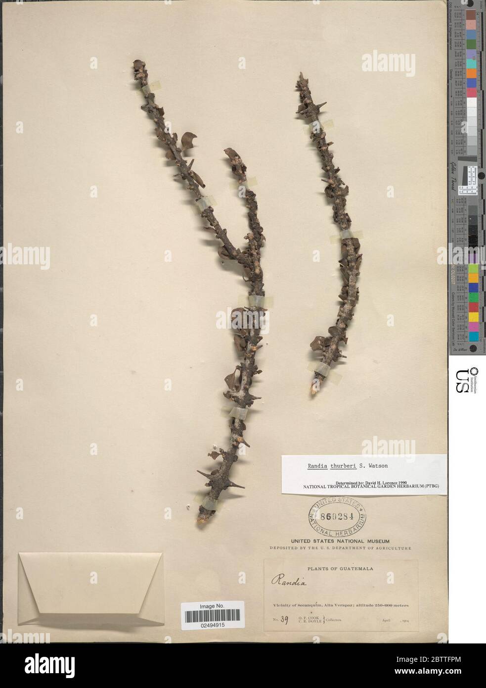 Randia thurberi S Watson Stock Photo - Alamy
