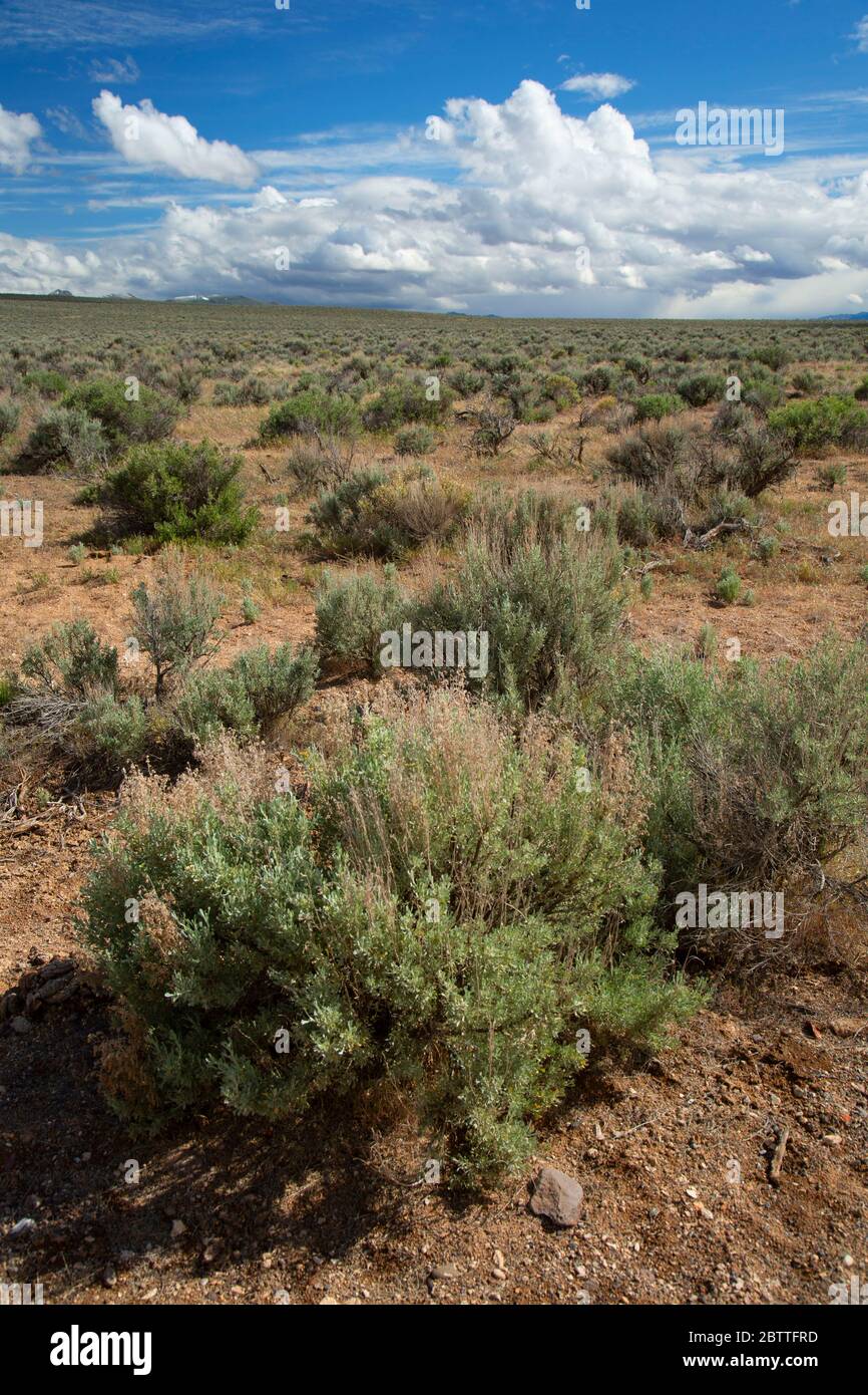 High desert sagebrush from Whitehorse Road, Burns District Bureau of ...