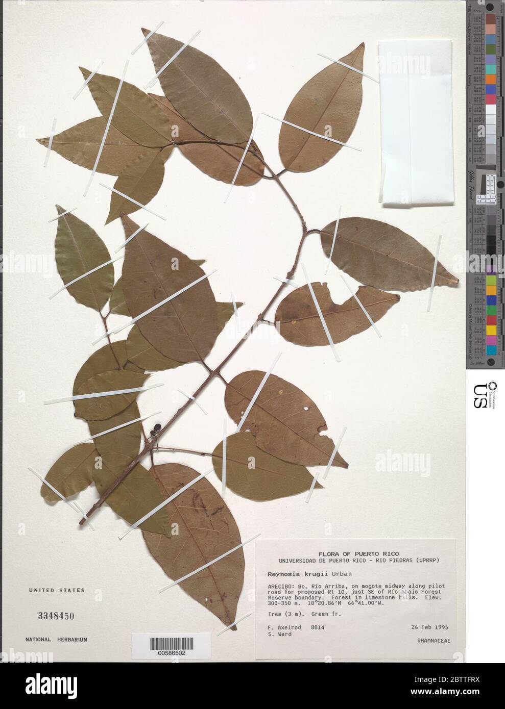 Krugii hi-res stock photography and images - Alamy