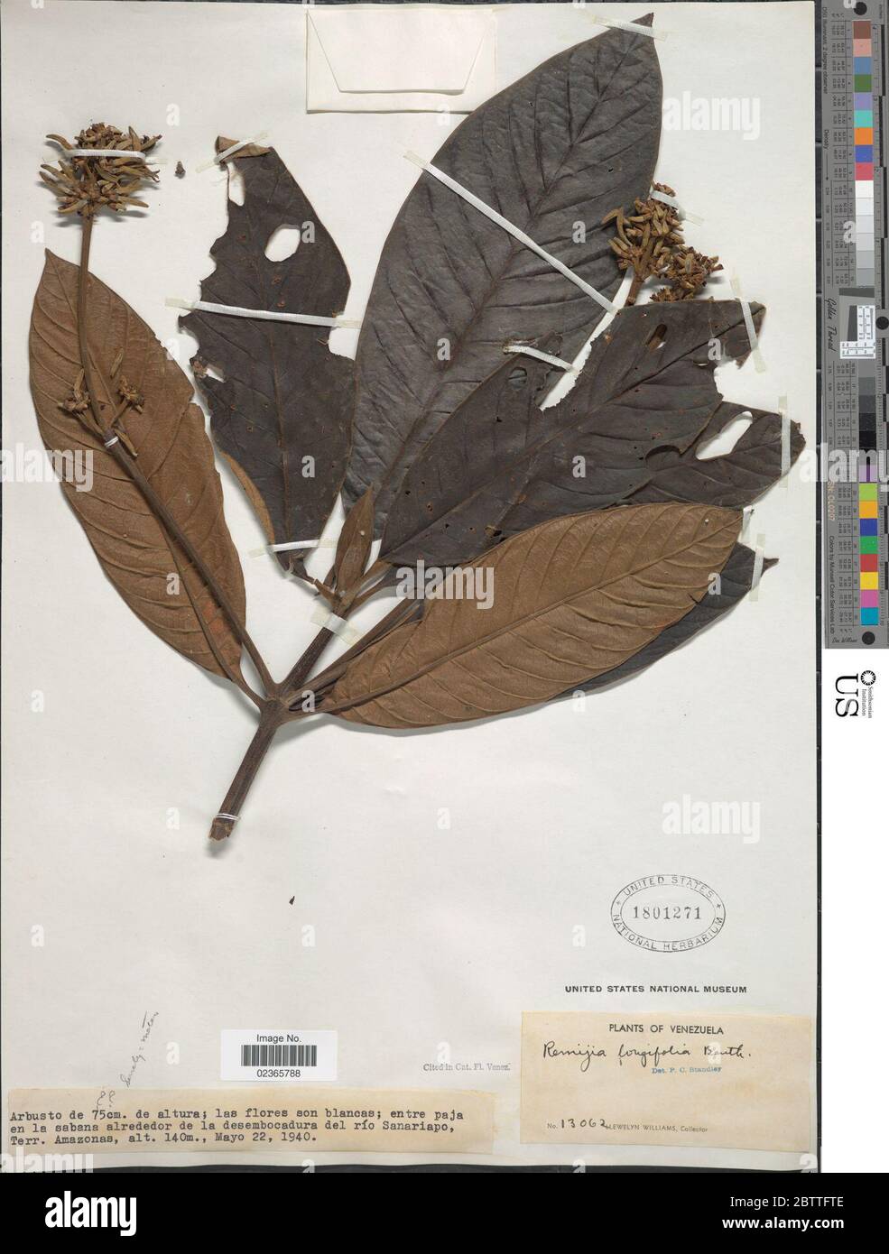 Remijia longifolia Benth ex Standl Stock Photo - Alamy