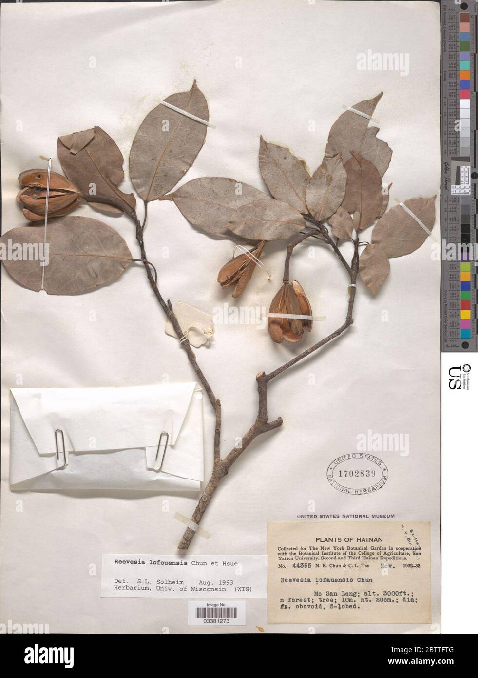 Reevesia lofouensis Chun HH Hsue Stock Photo - Alamy