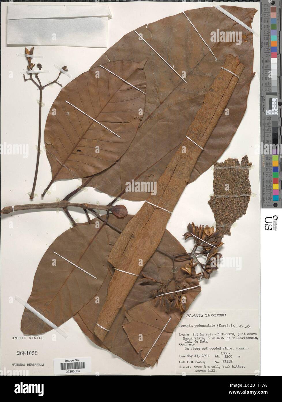 Fluck hi-res stock photography and images - Alamy