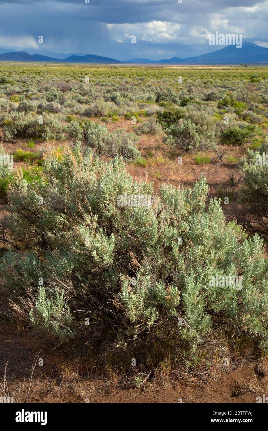 High desert sagebrush, East Steens Tour Route, Burns District Bureau of ...