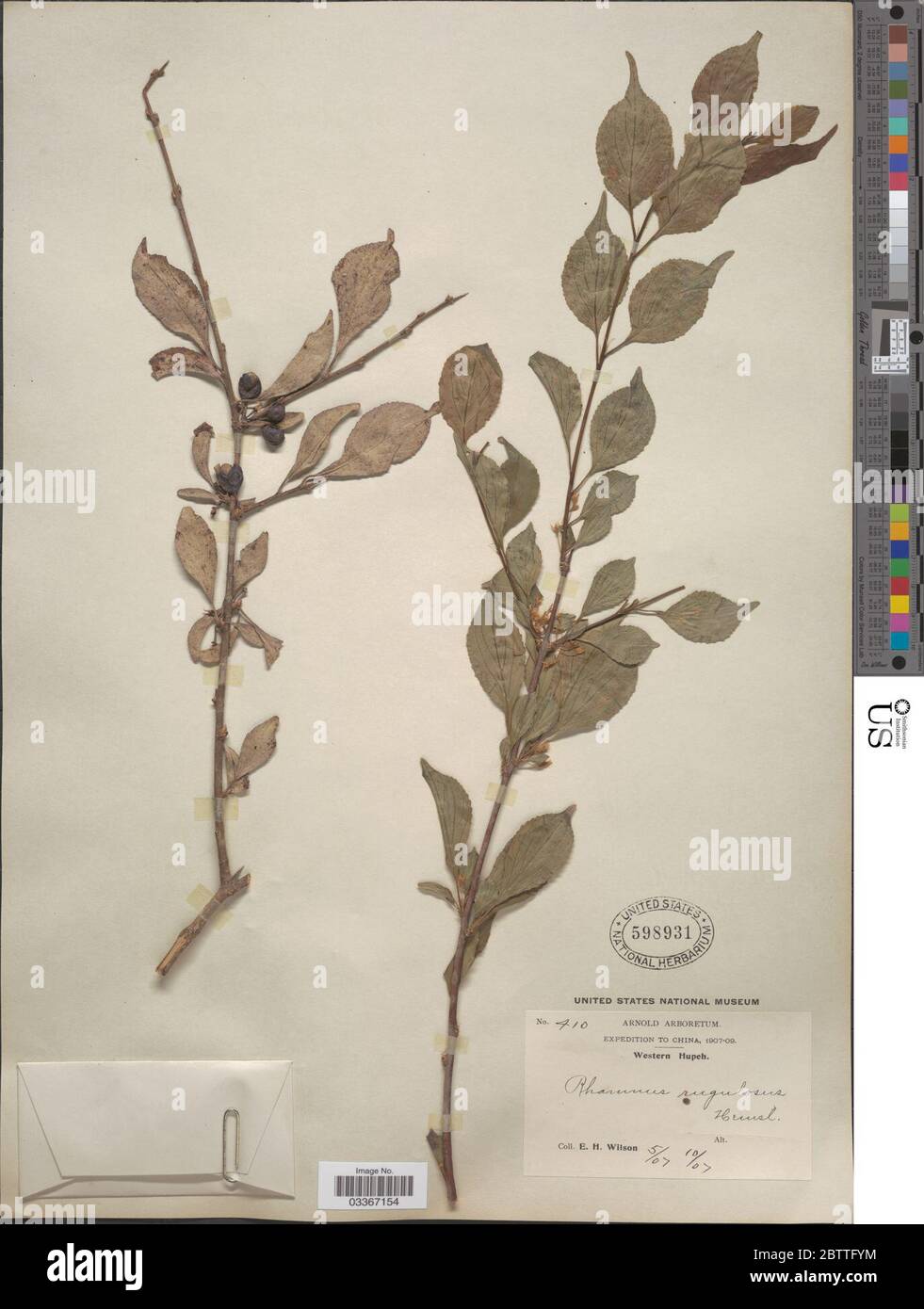 Rhamnus rugulosa hi-res stock photography and images - Alamy
