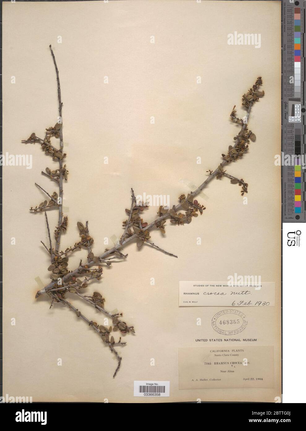 Rhamnus crocea hi-res stock photography and images - Alamy