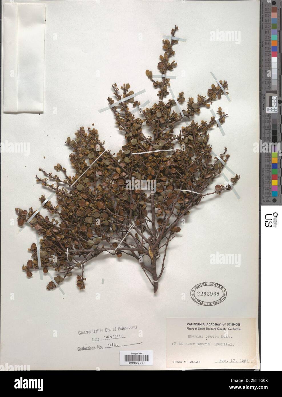 Rhamnus crocea hi-res stock photography and images - Alamy