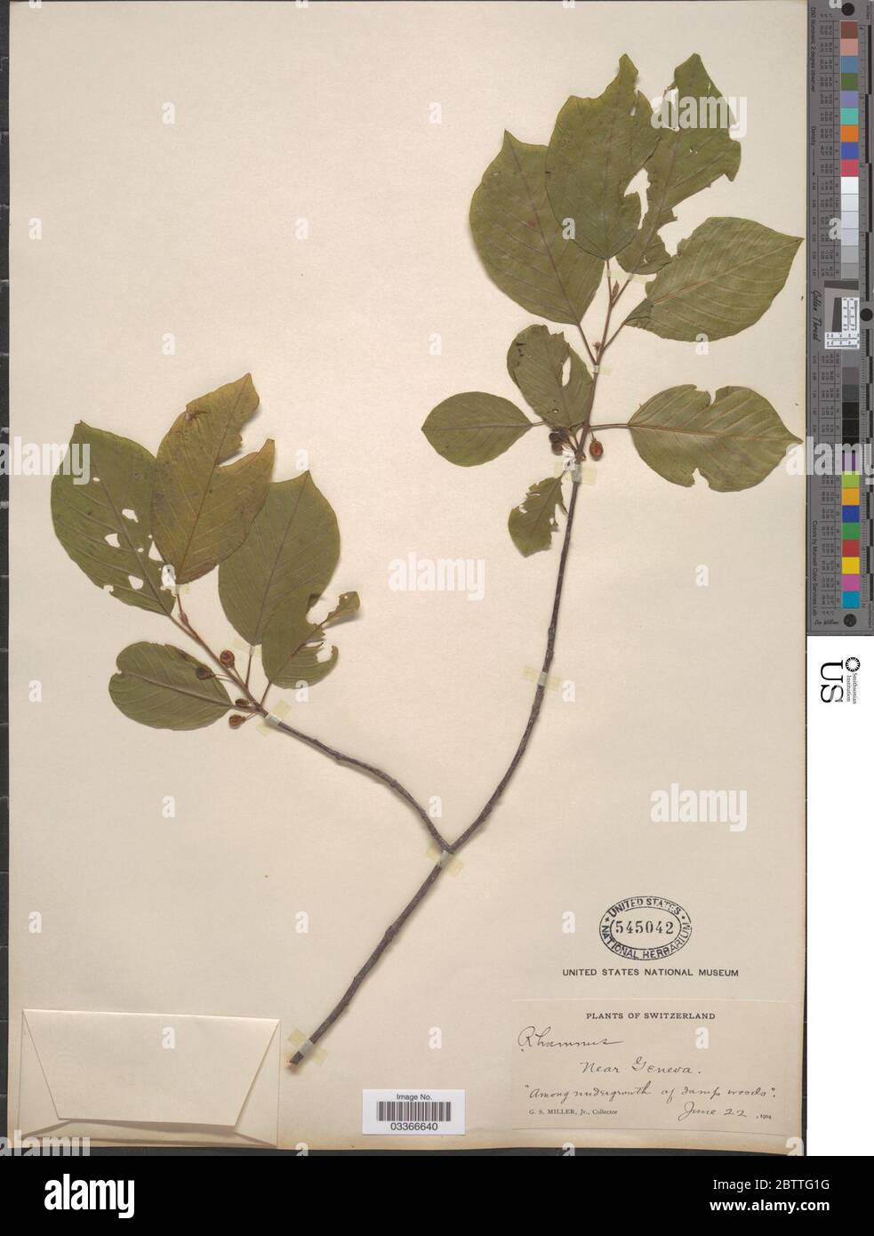 Rhamnus sp hi-res stock photography and images - Alamy