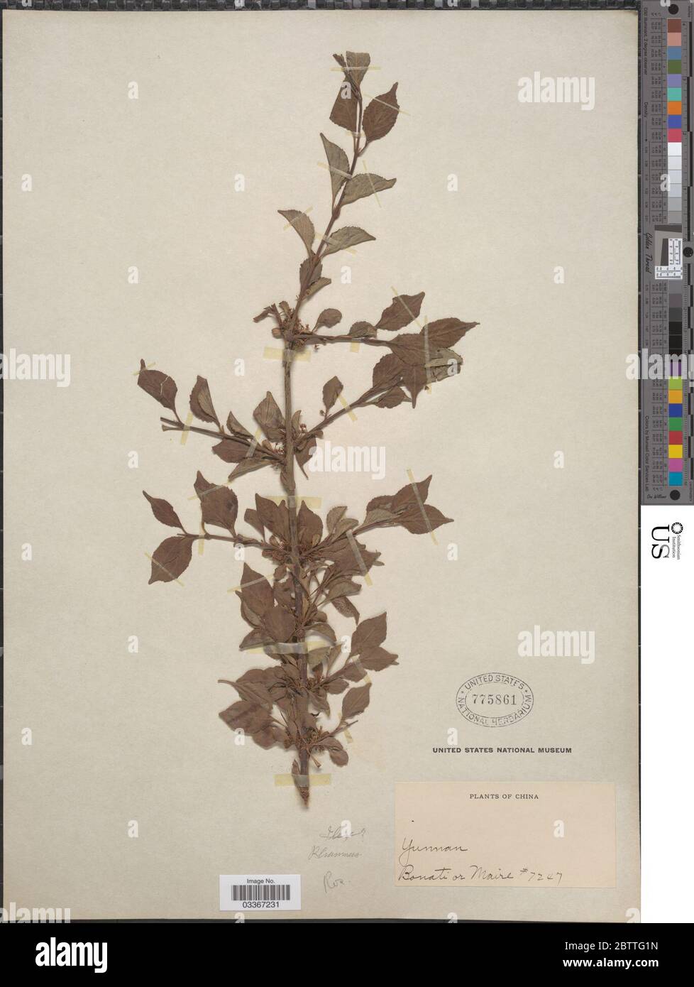 Rhamnus sp hi-res stock photography and images - Alamy