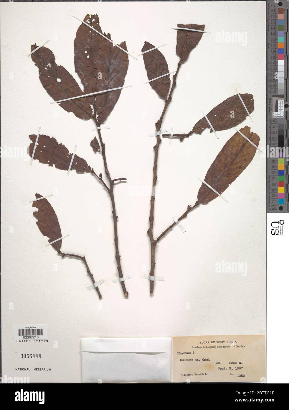 Rhamnus sp hi-res stock photography and images - Alamy