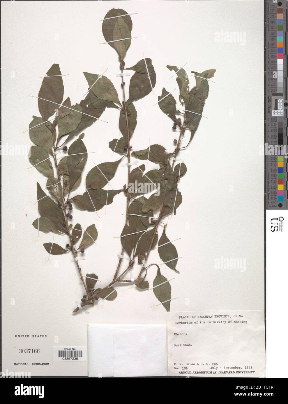 Rhamnus sp hi-res stock photography and images - Alamy
