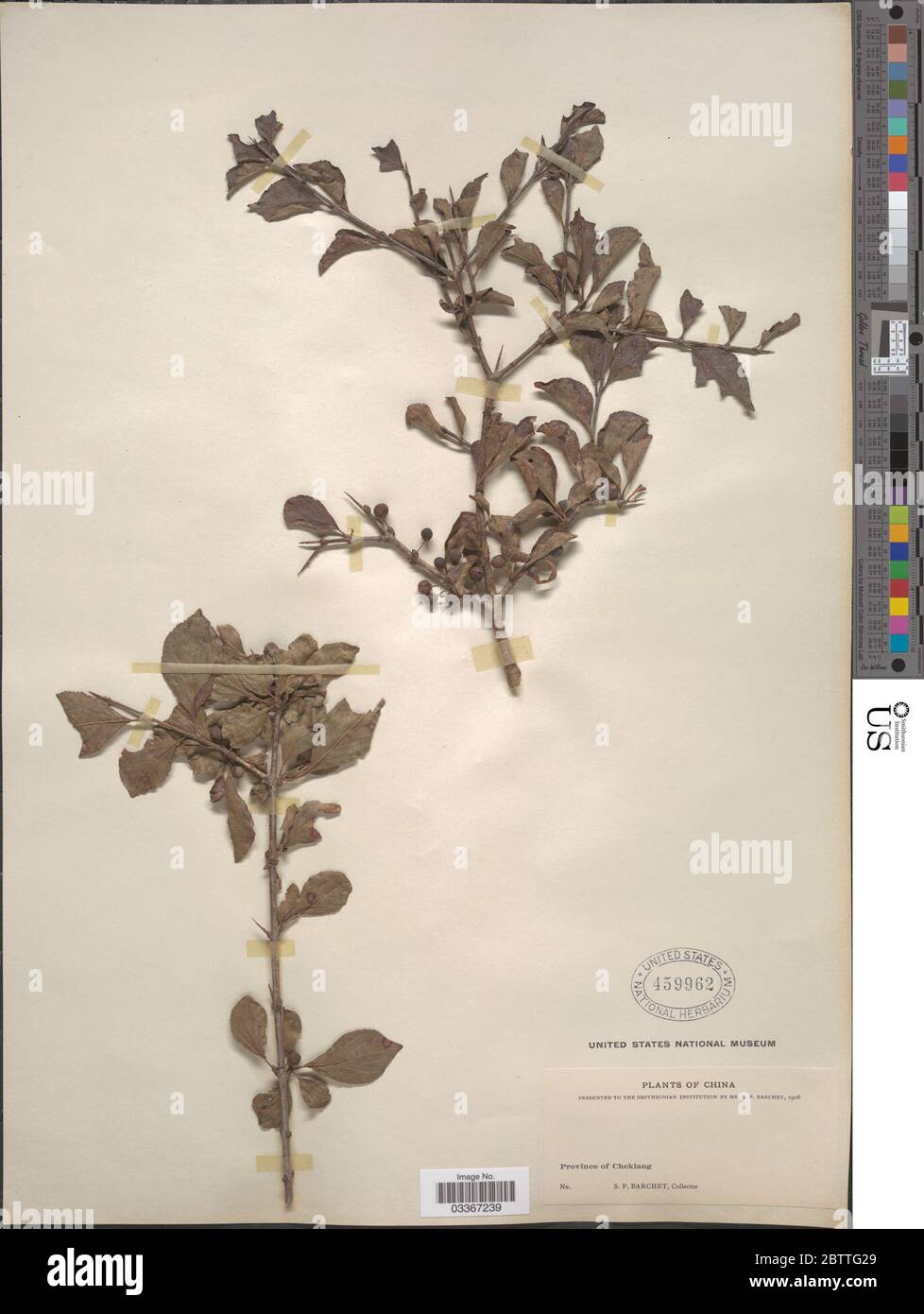 Rhamnus sp hi-res stock photography and images - Alamy