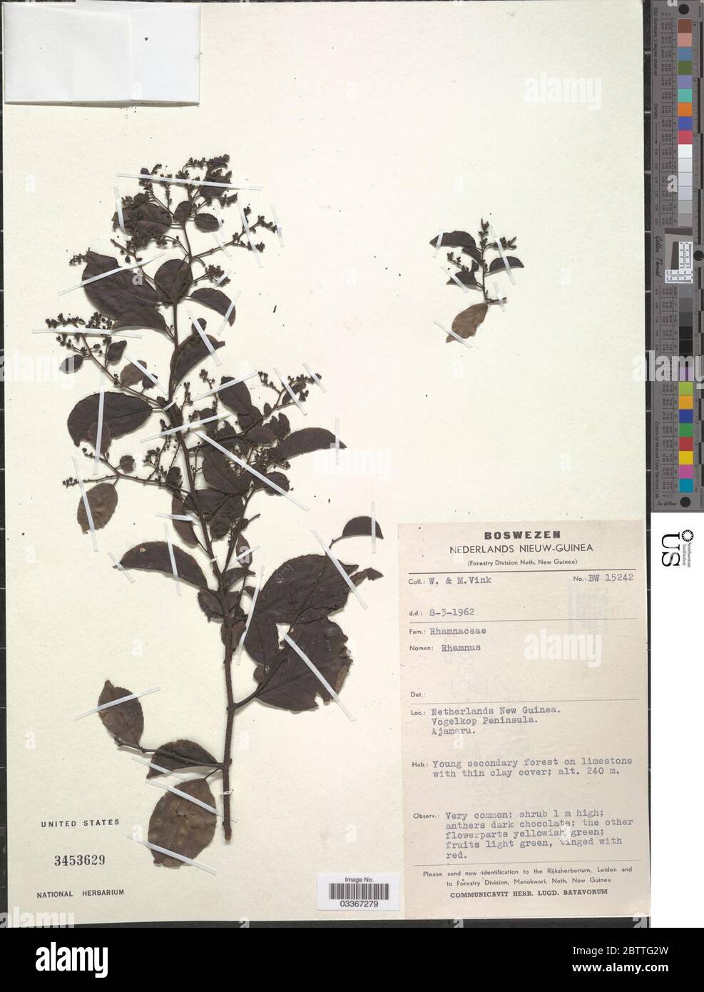 Rhamnus sp hi-res stock photography and images - Alamy