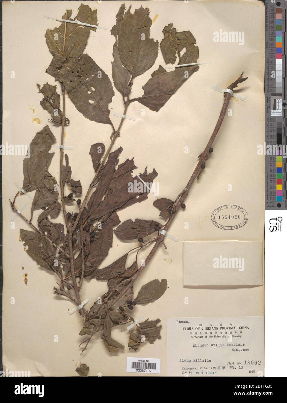 Rhamnus utilis Decne Stock Photo - Alamy