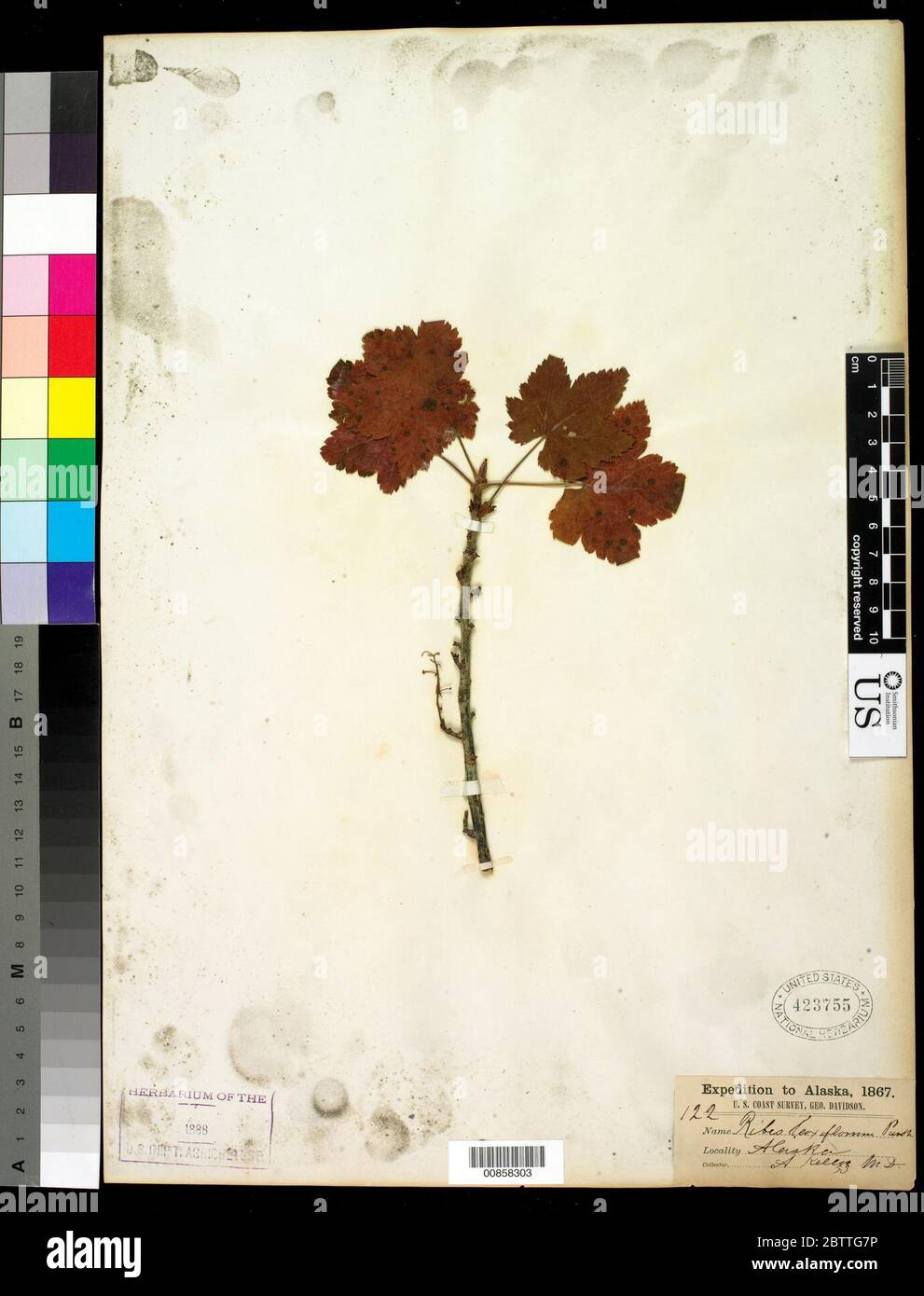 Ribes laxiflorum Pursh Stock Photo - Alamy