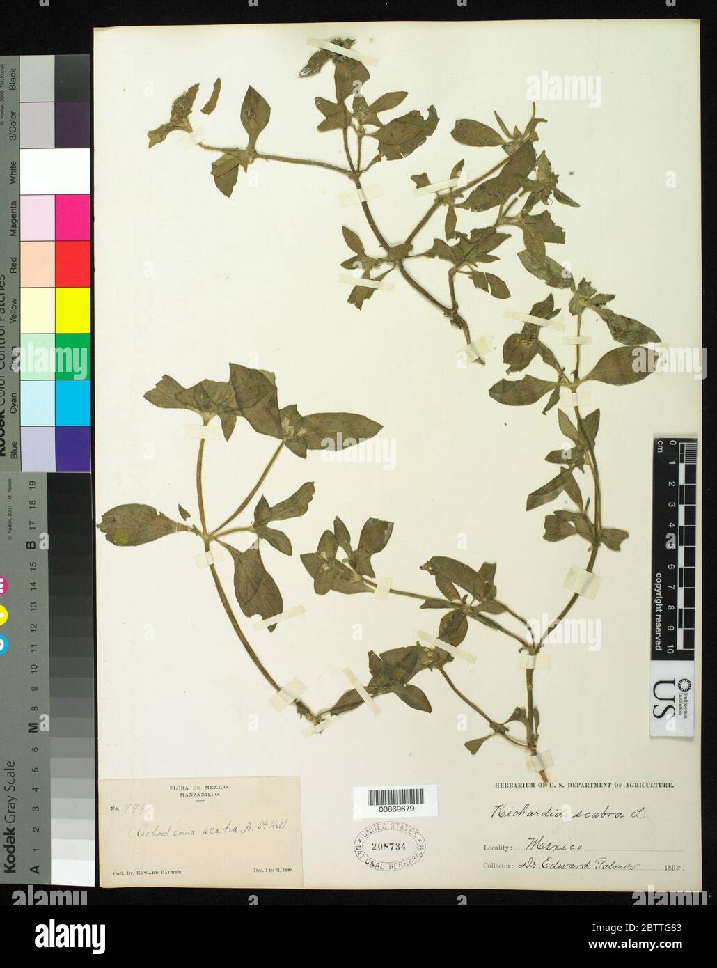 Richardia scabra hi-res stock photography and images - Alamy