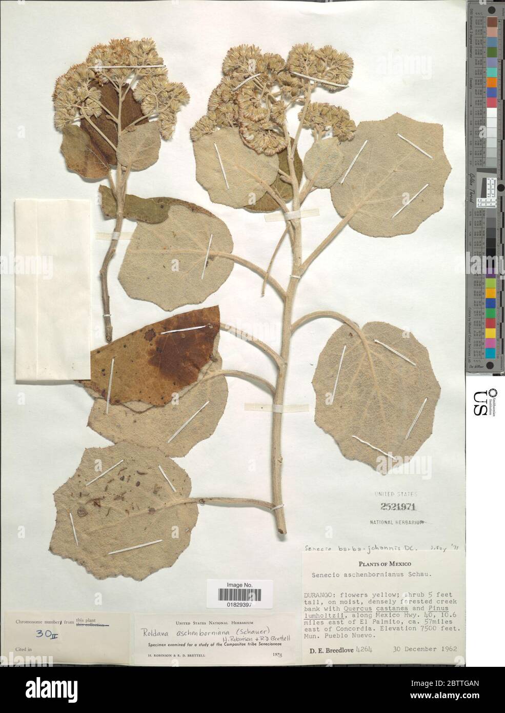 Roldana hi-res stock photography and images - Alamy