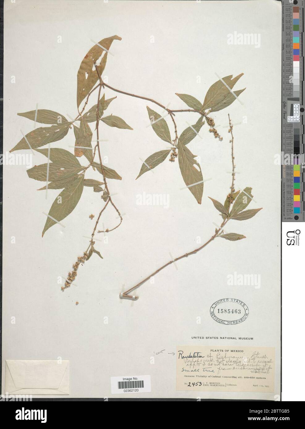 Rondeletia High Resolution Stock Photography and Images - Alamy