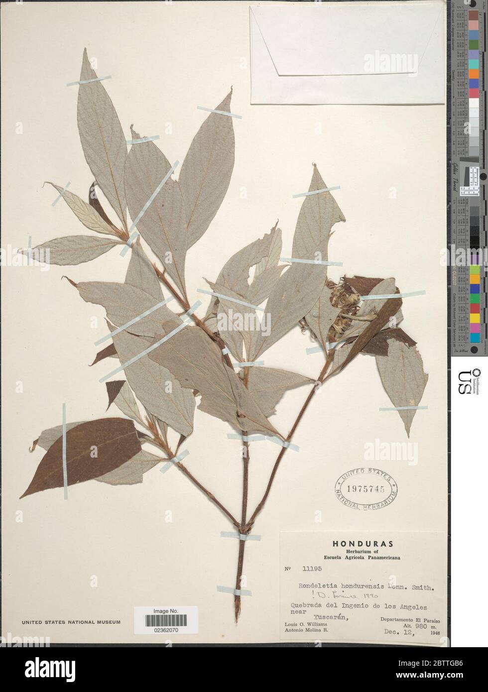 Rondeletia hondurensis Donn Sm Stock Photo - Alamy