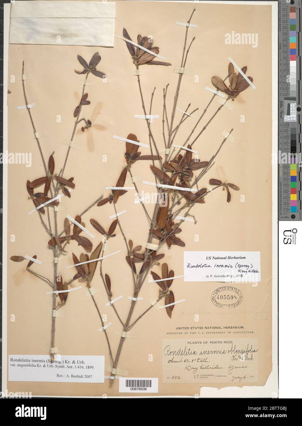 Rondeletia inermis Spreng Krug Urb Stock Photo - Alamy