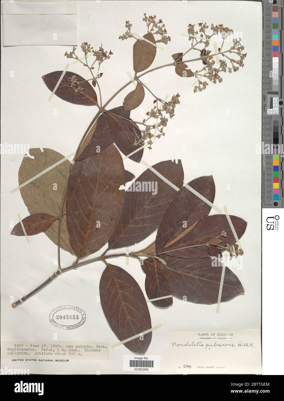 Rondeletia pubescens Kunth Stock Photo - Alamy