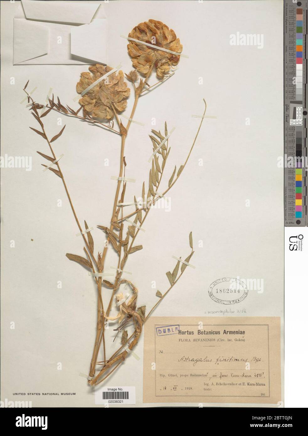 Astragalus macrocephalus Willd. 29 Dec 20171 Stock Photo - Alamy
