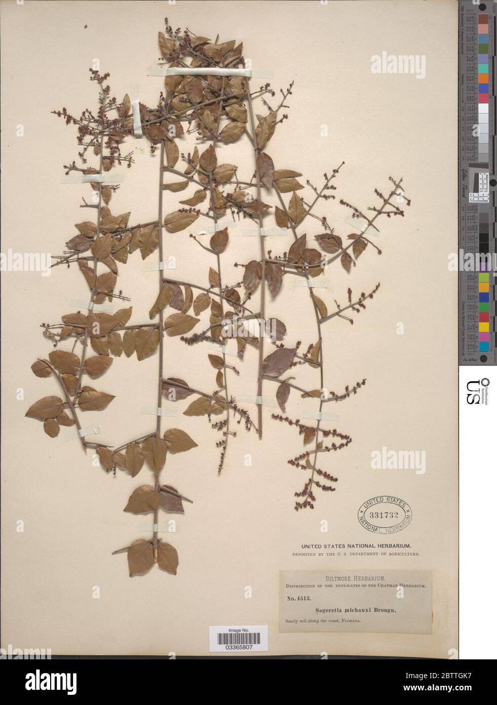 Minutiflora hi-res stock photography and images - Alamy