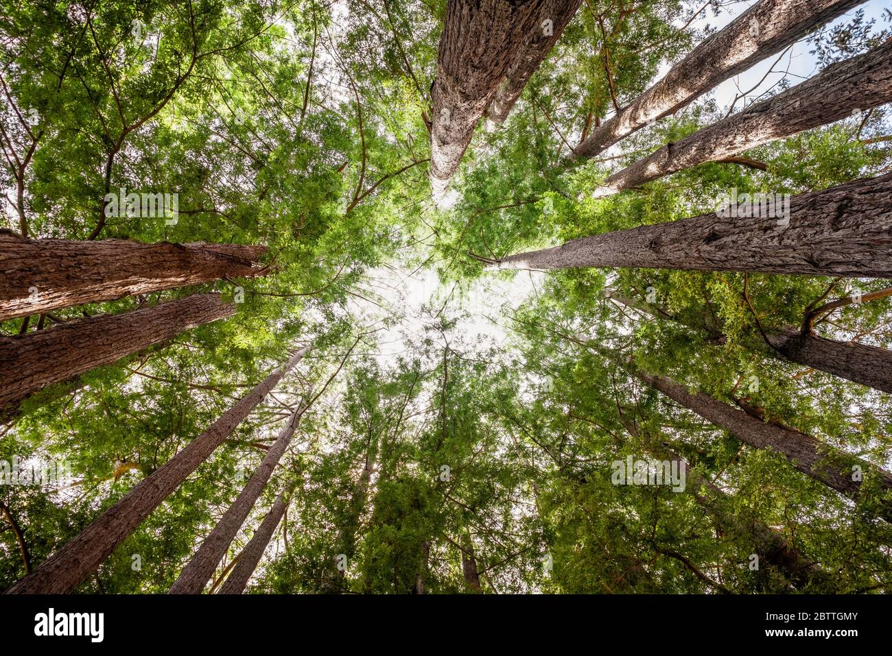 Looking up in a Coastal Redwood forest (Sequoia Sempervirens ...